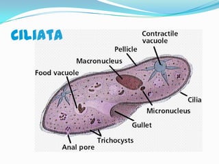 Protista Protozoa | PPT