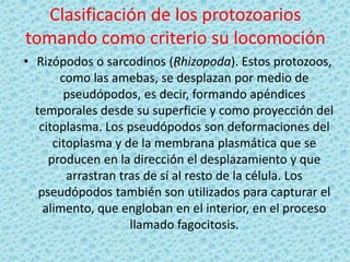Protistas | PPTX