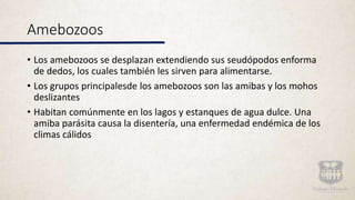 Protistas | PPTX