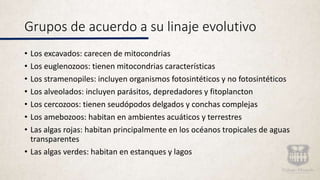 Protistas | PPTX