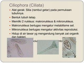 Protista septi dwisidi hapsari x.a | PPTX