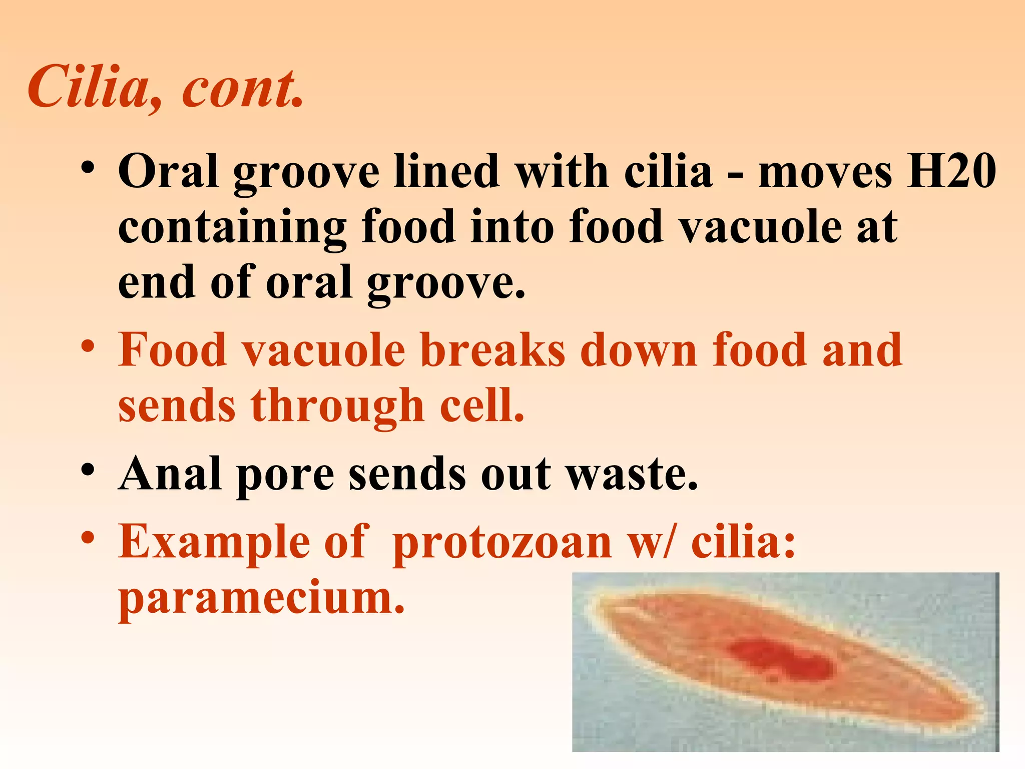 Protist & Fungi | PPT