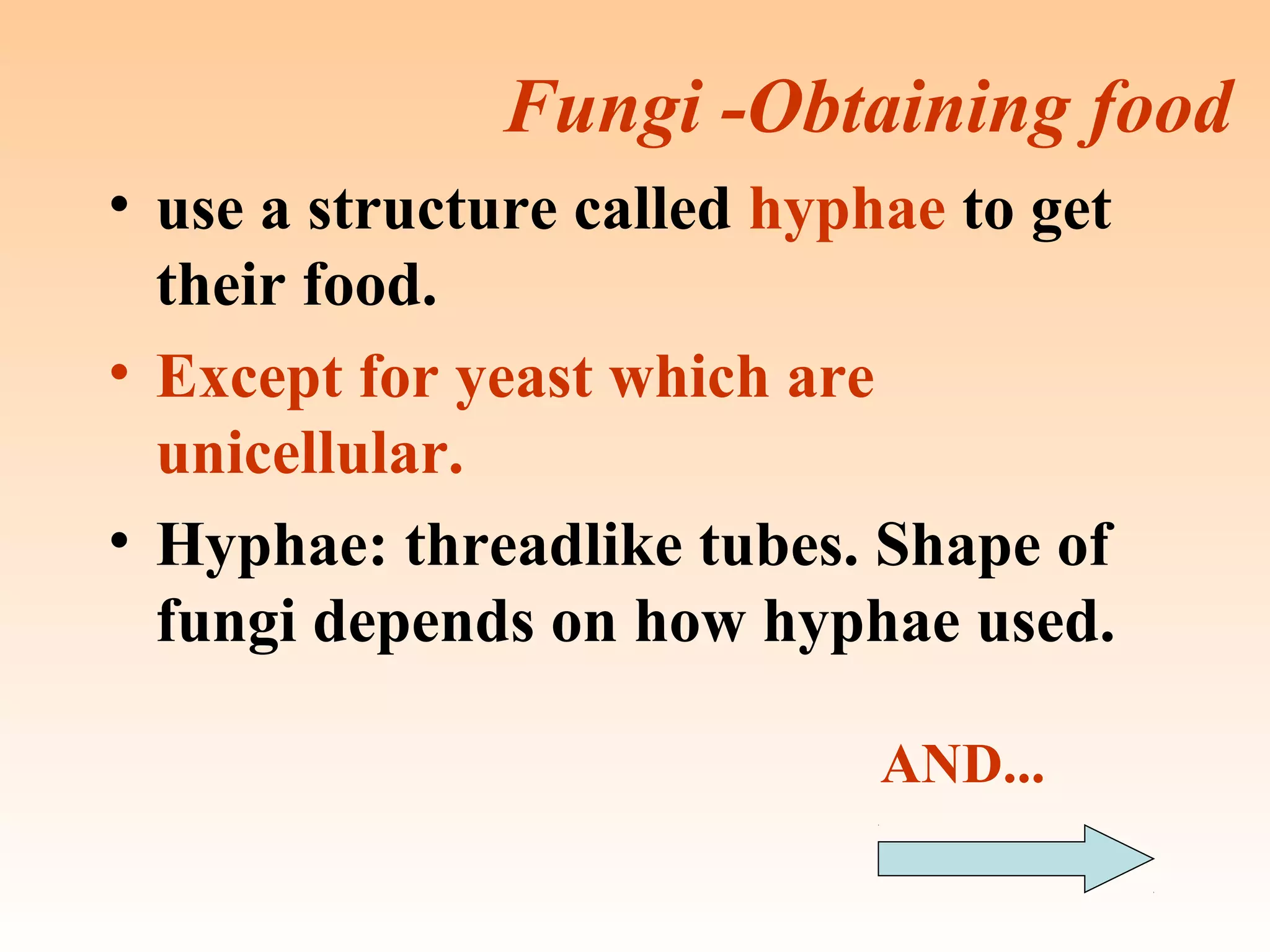 Protist & Fungi | PPT