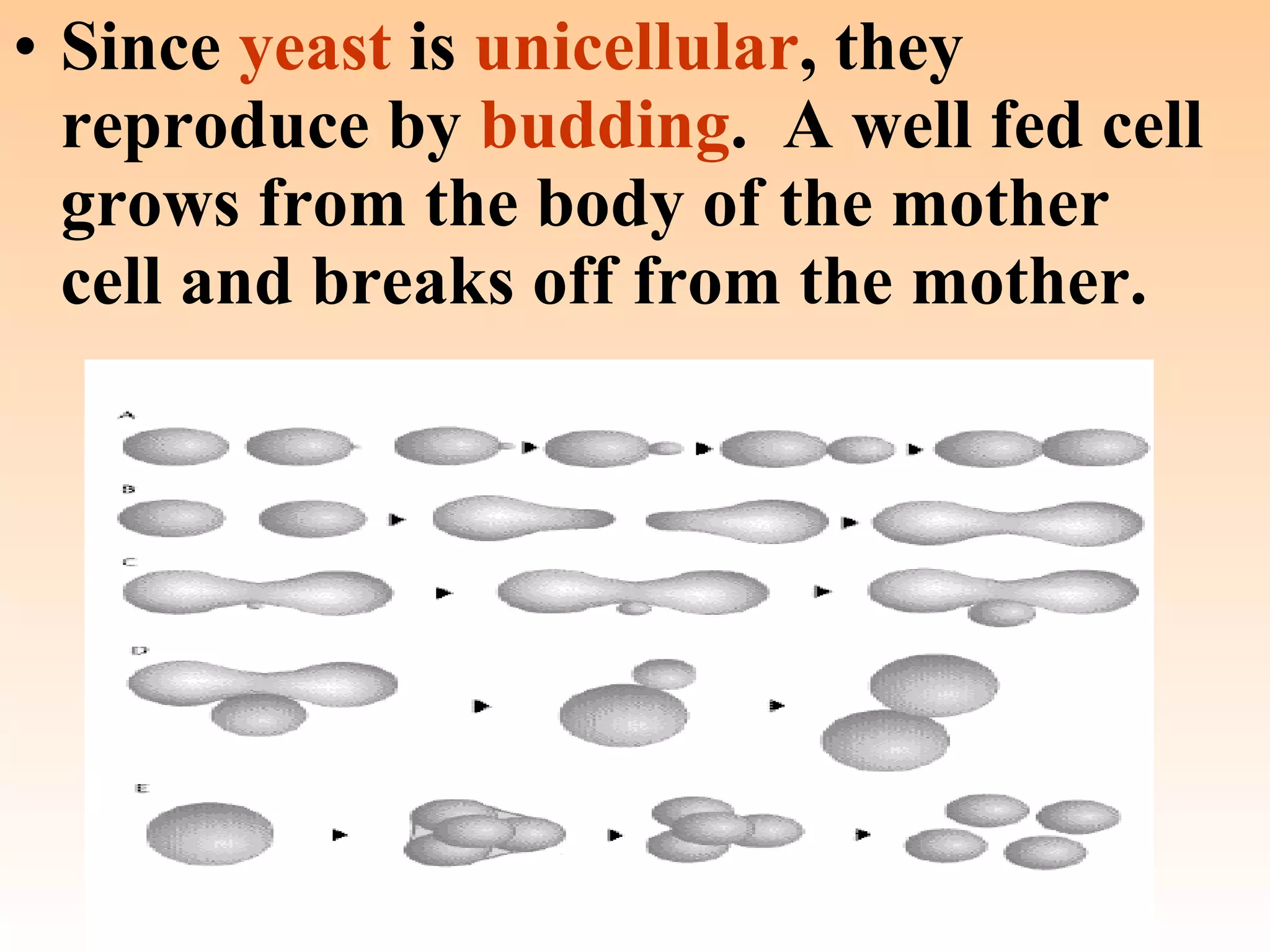 Protist & Fungi | PPT