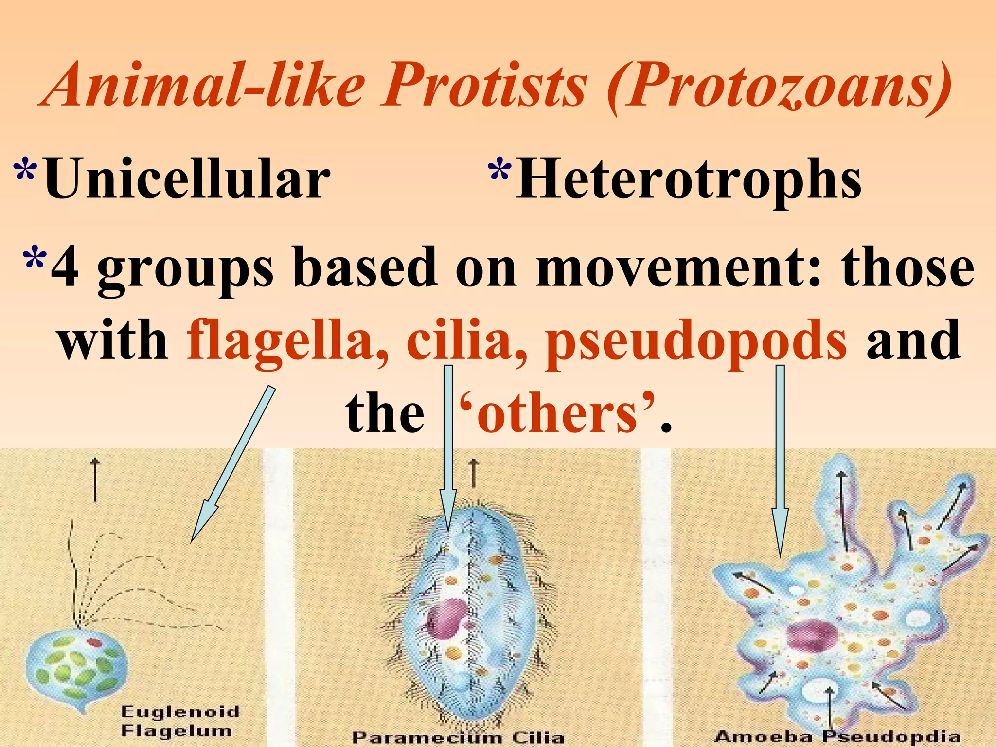 Protist & Fungi | PPT