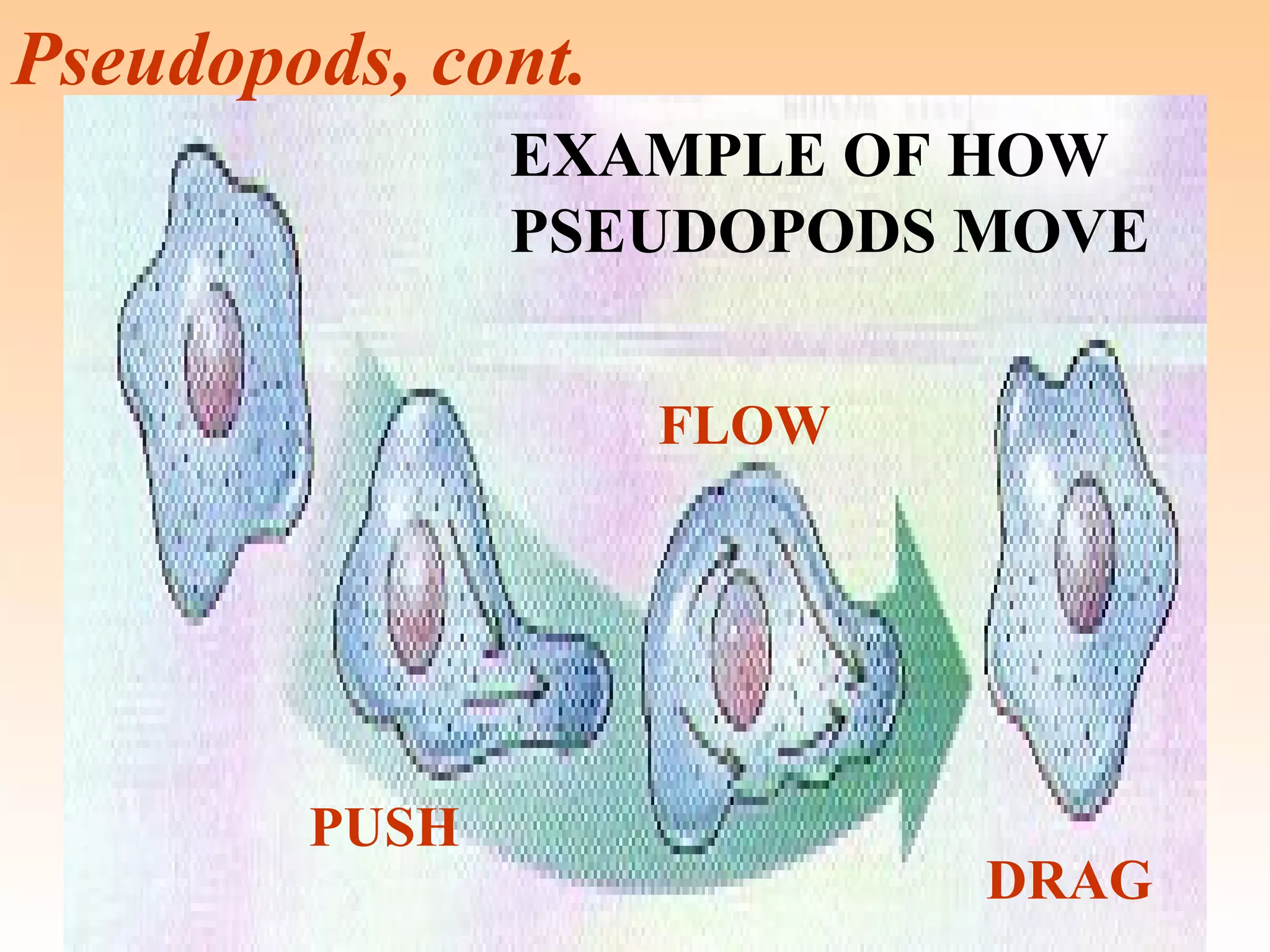 Protist & Fungi | PPT