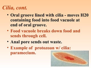 Protist & Fungi | PPT