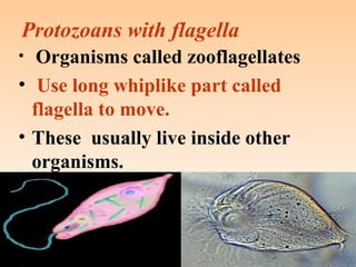 Protist & Fungi | PPT