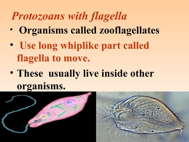 Protist & Fungi | PPT
