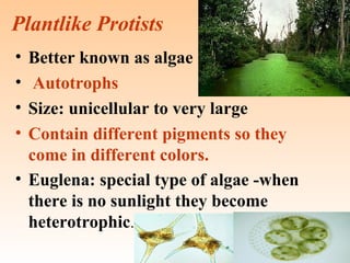 Protist & Fungi | PPT
