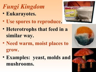 Protist & Fungi | PPT