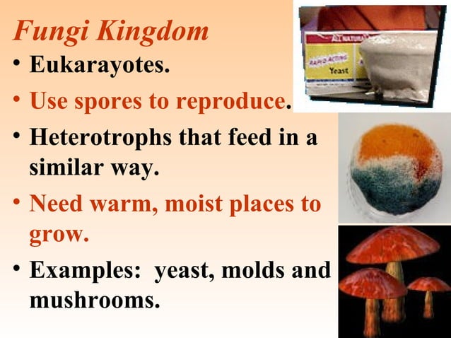 Protist & Fungi | PPT
