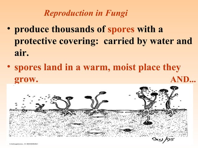 Protist & Fungi | PPT