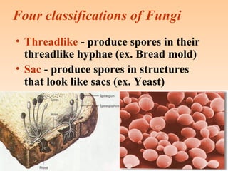 Protist & Fungi | PPT