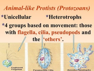 Protist & Fungi | PPT