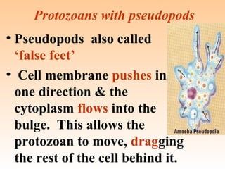 Protist & Fungi | PPT