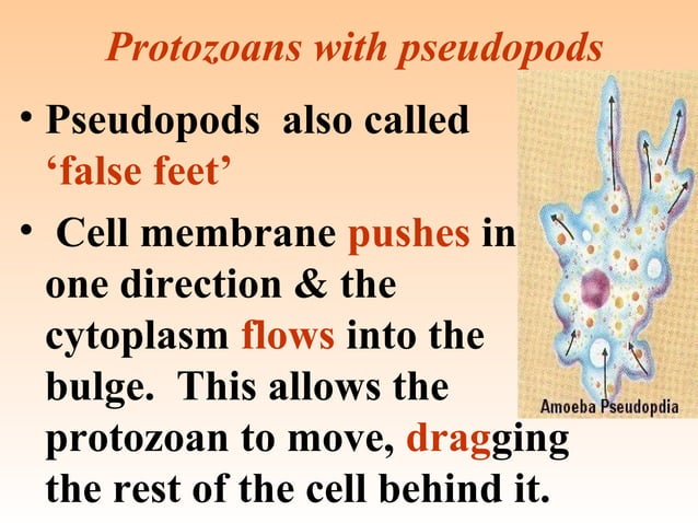 Protist & Fungi | PPT