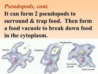 Protist & Fungi | PPT