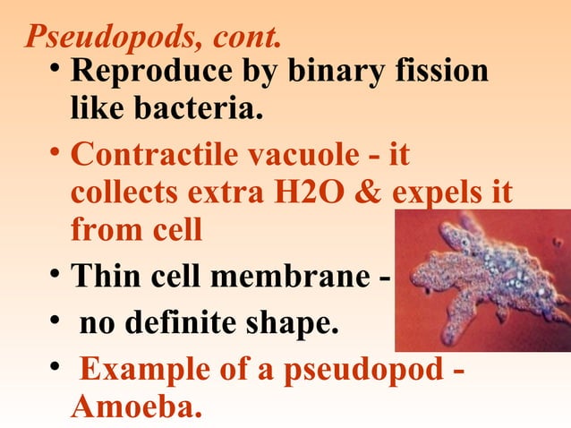 Protist & Fungi | PPT