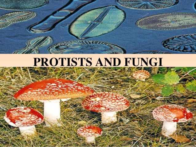 Protist And Fungi
