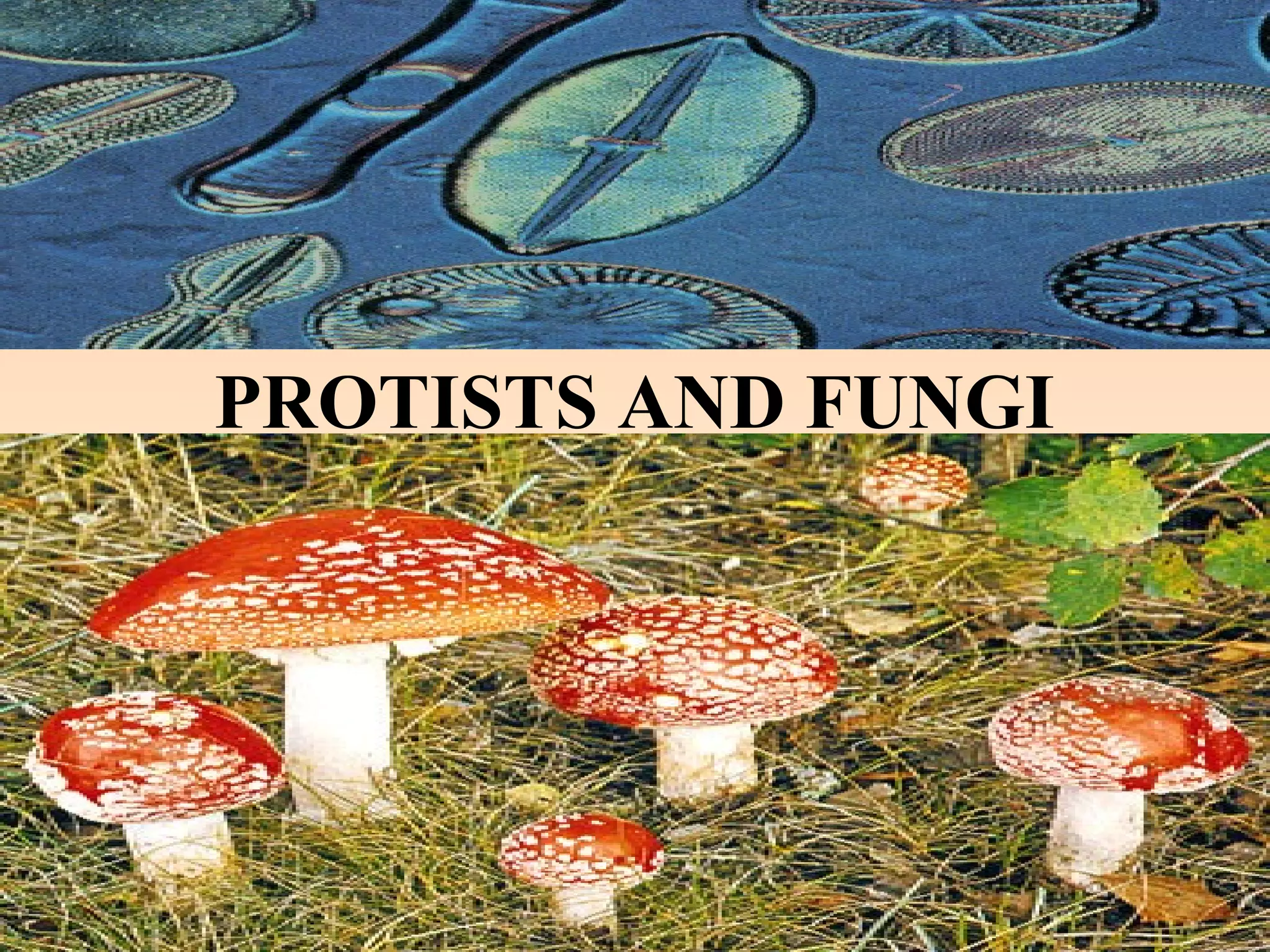 Protist fungi power | PPT