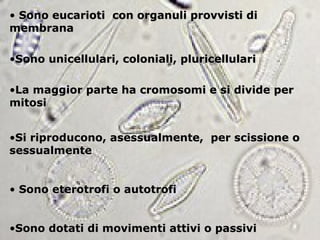 Protisti | PPT