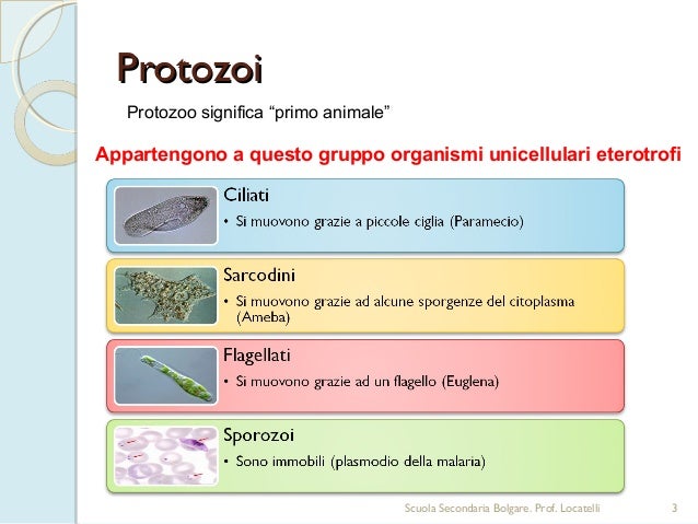 Protisti