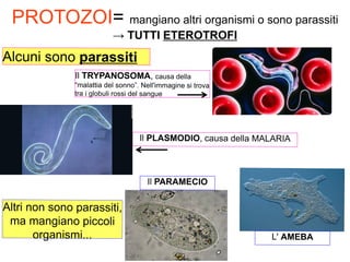 Protisti | PPT