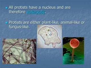 Protist notes | PPT