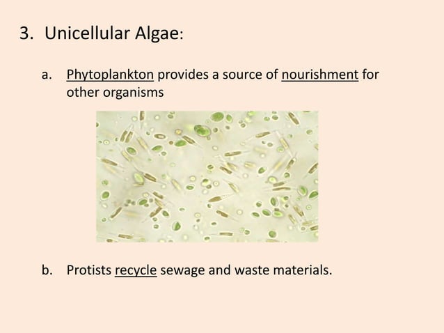 Protist power point | PPT