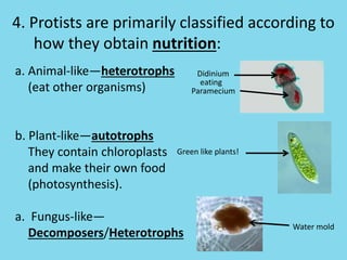 Protist power point | PPT