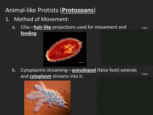 Protist power point | PPT