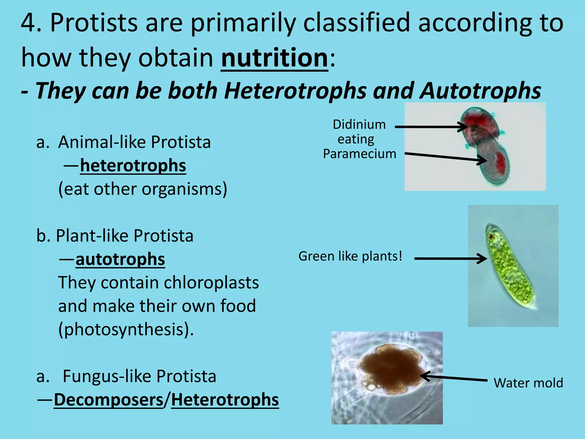 Protist_PowerPoint.pptx