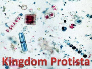 Protist_PowerPoint.pptx
