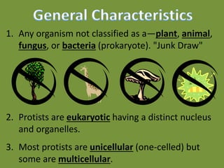 Protist_PowerPoint.pptx