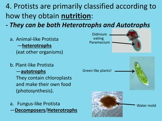 Protist_PowerPoint.pptx
