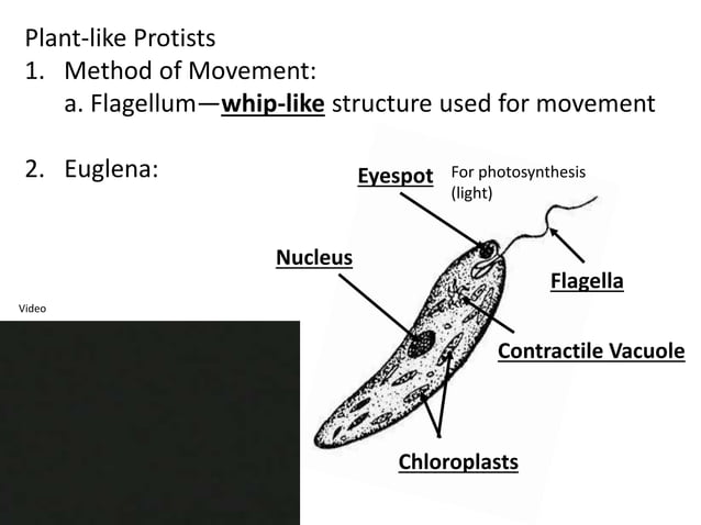 Protist_PowerPoint.pptx