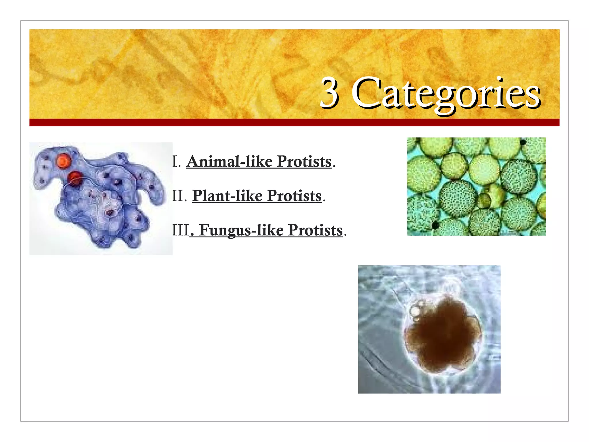 Protist ppt | PPT