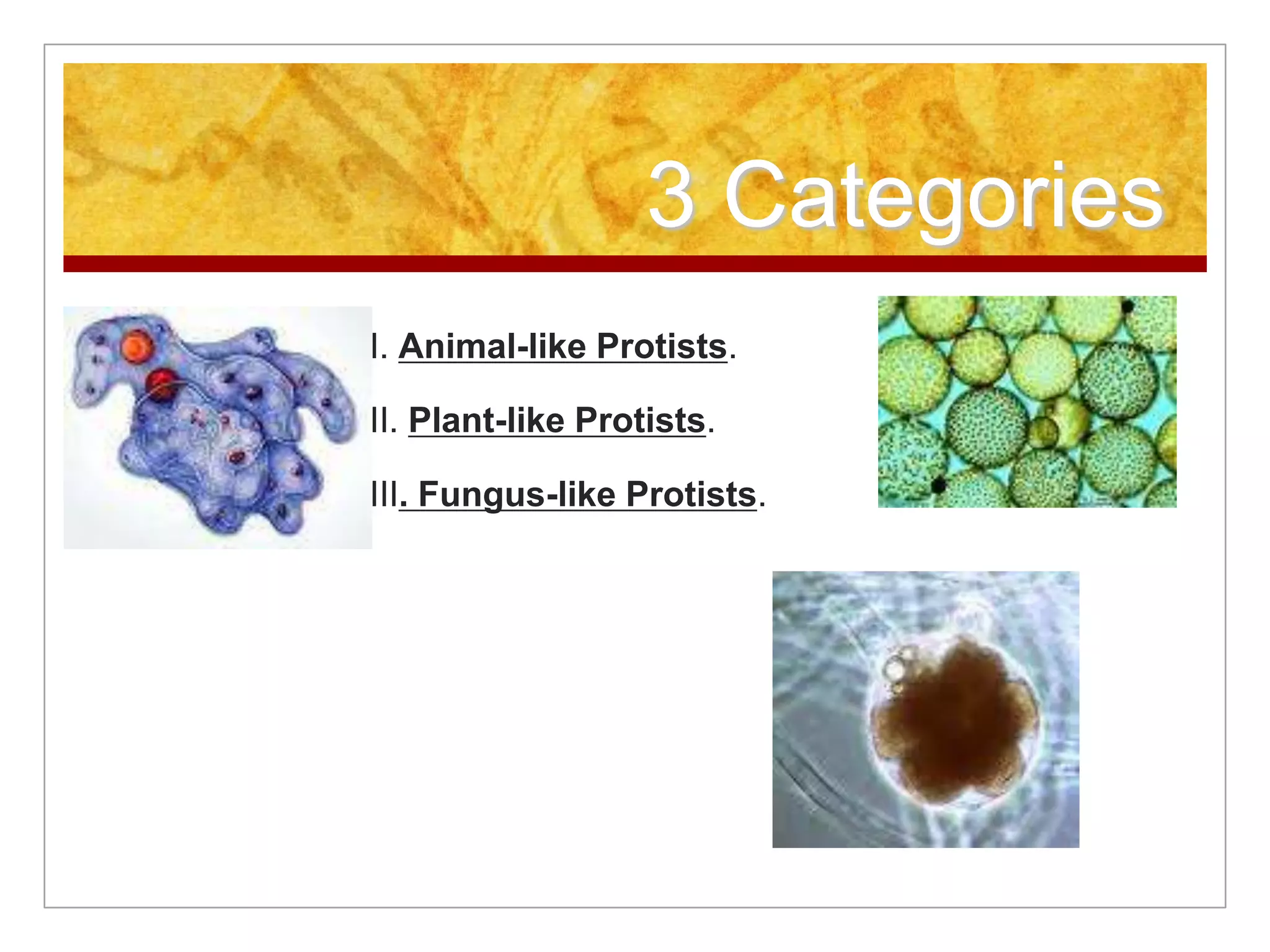 Protist ppt.ppt