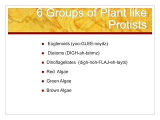 Protist ppt.ppt