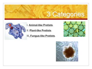 Protist ppt.ppt