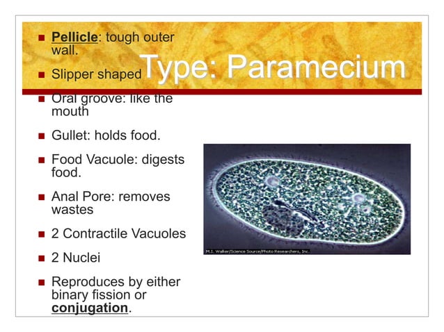 Protist ppt.ppt