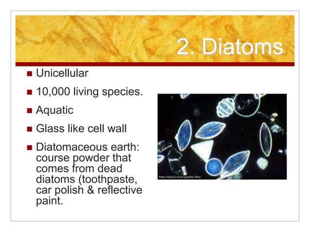 Protist ppt.ppt