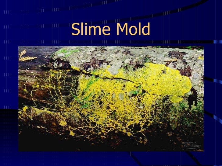 Slime Molds Protists