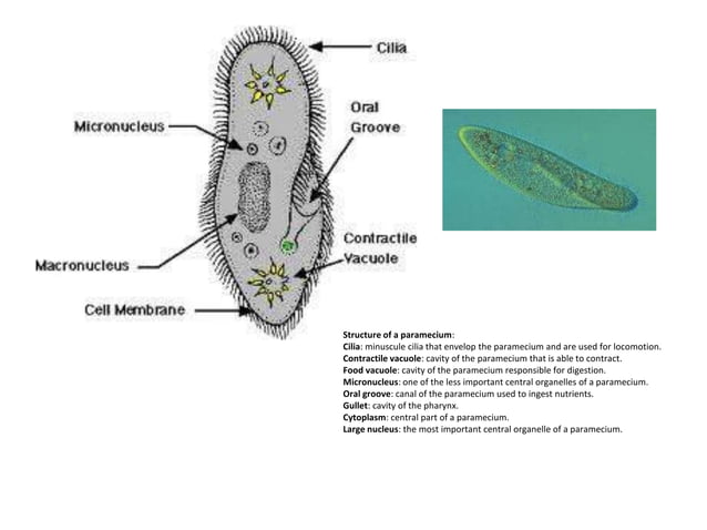 Protists Pptx 1198