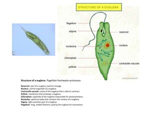 Protists | PPT