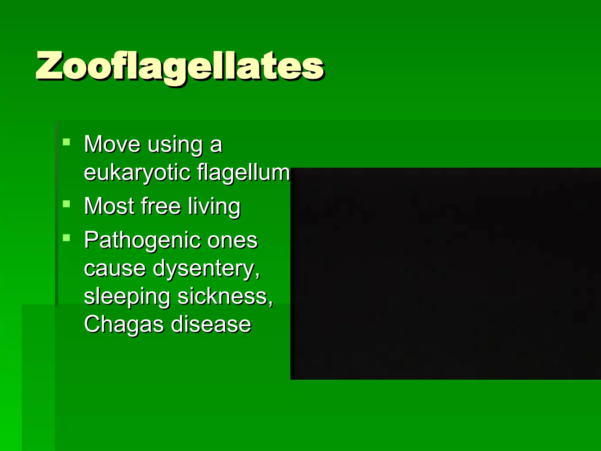 Protists Ppt