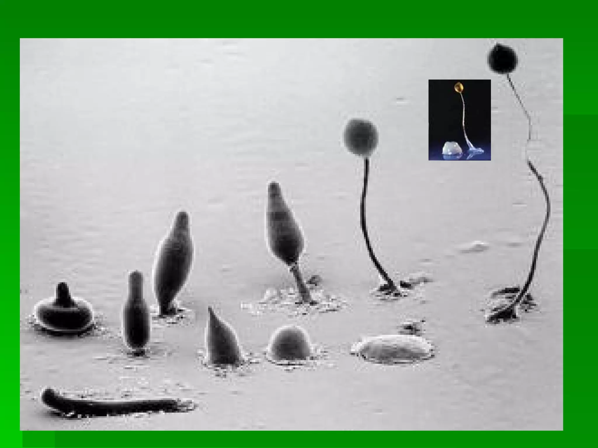 Protists | PPT