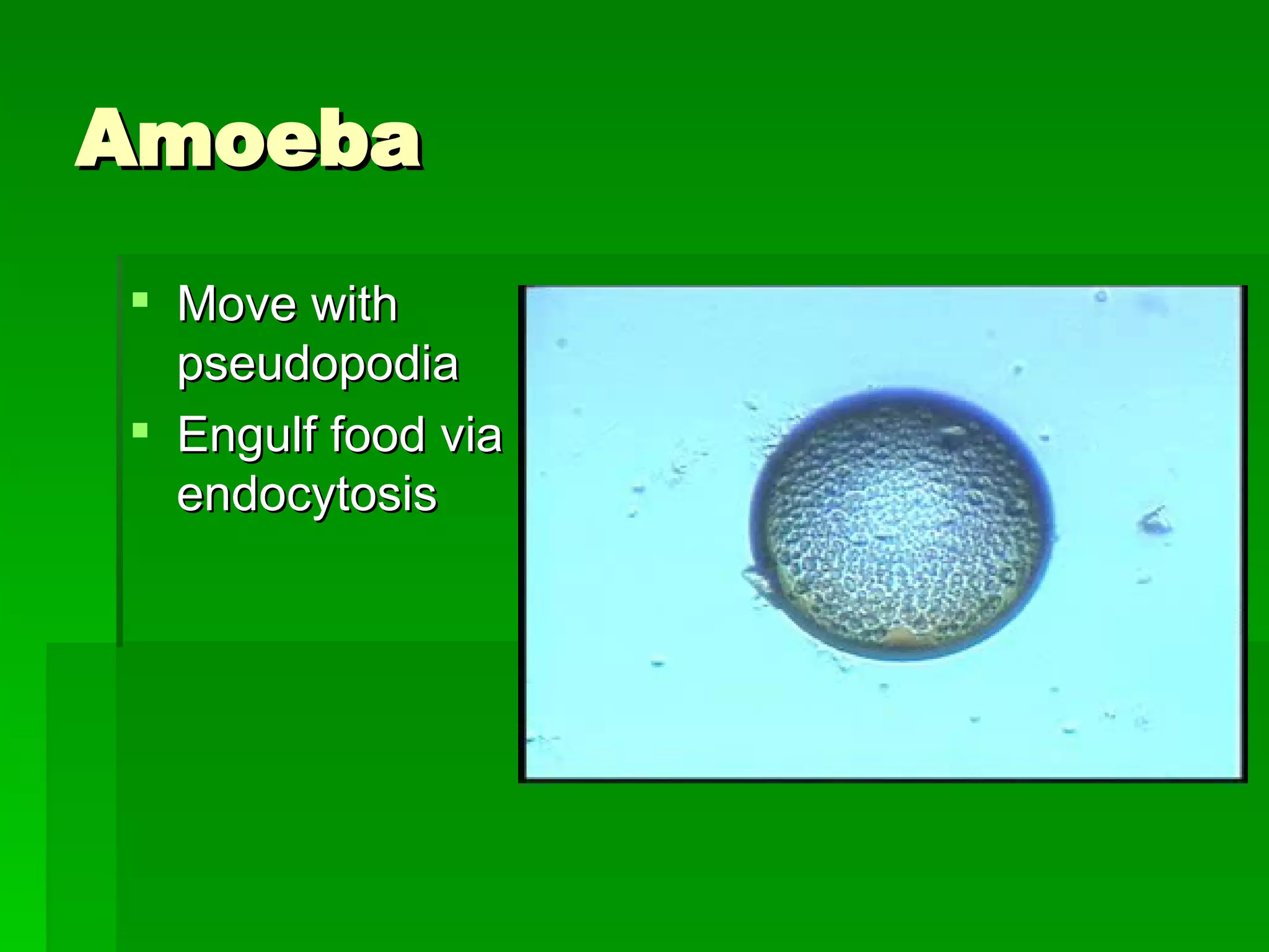 Protists | PPT
