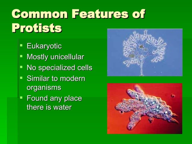Protists | PPT